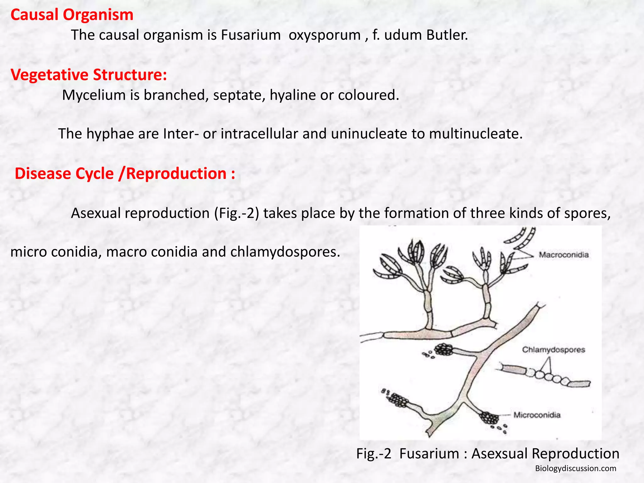 Fusarium life cycle | PPTX