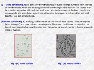 Fusarium life cycle | PPTX
