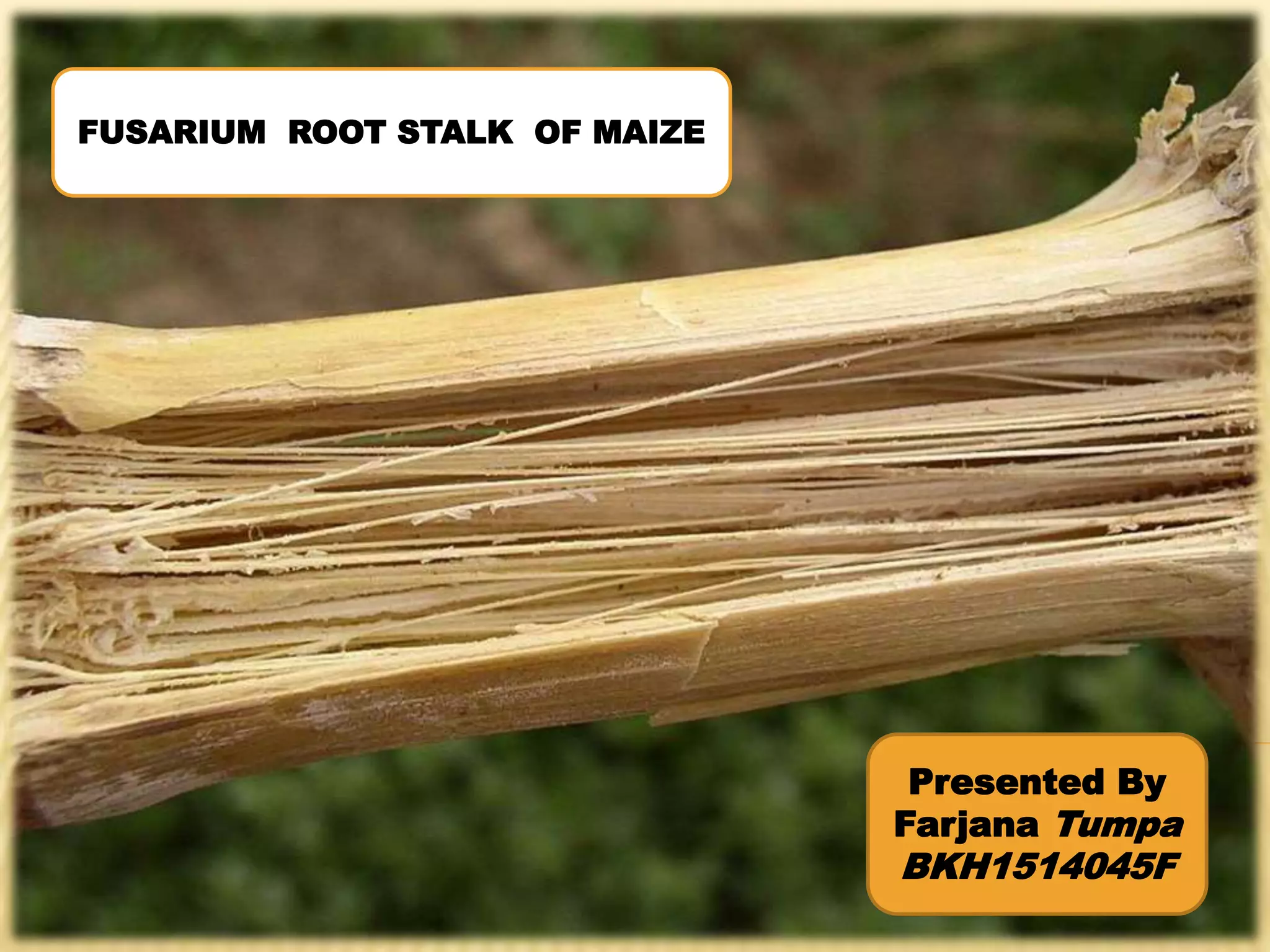 Fusarium root stalk of maize | PPTX