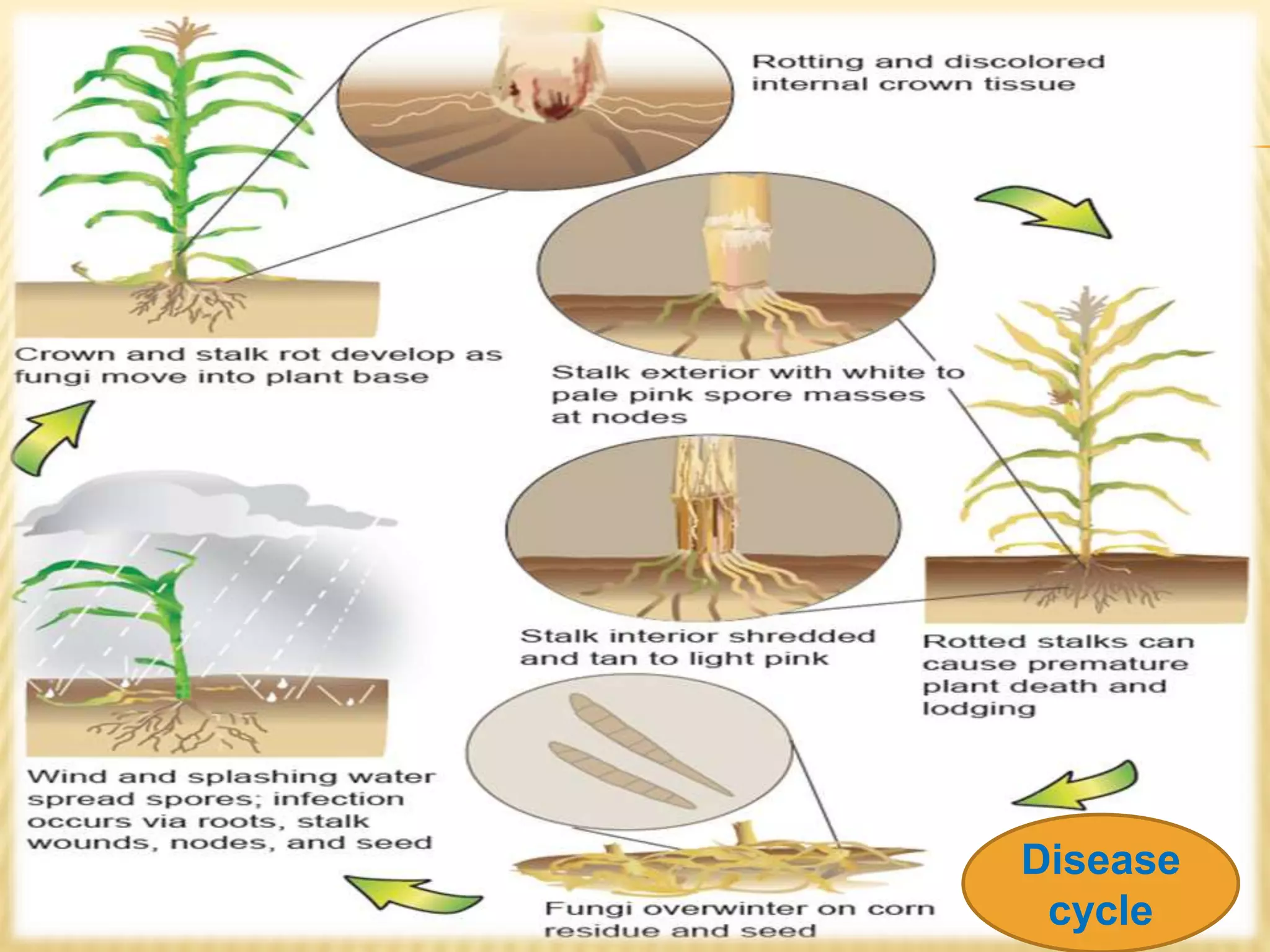 Fusarium root stalk of maize | PPTX