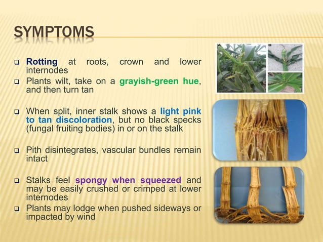 Fusarium root stalk of maize | PPTX | Agriculture | Industries