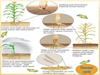 Fusarium root stalk of maize | PPTX