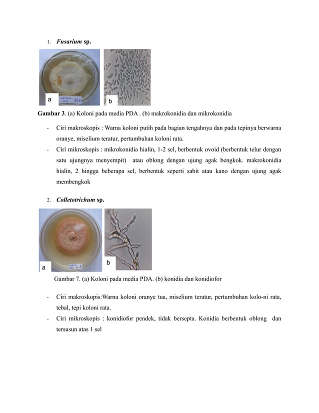 Jamur Fusarium | DOC