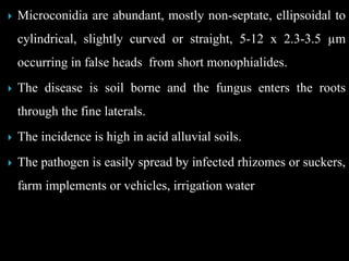 Fusarium wilt banana | PPTX