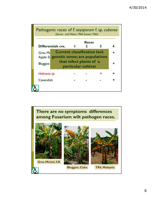 Global Epidemiological Situation of Fusarium Wilt of Bananas (TR4) | PDF