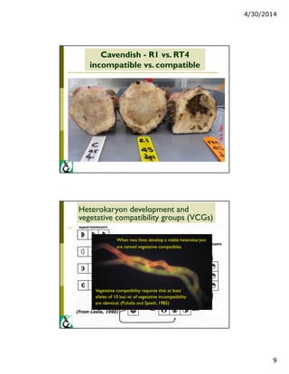 Global Epidemiological Situation of Fusarium Wilt of Bananas (TR4) | PDF