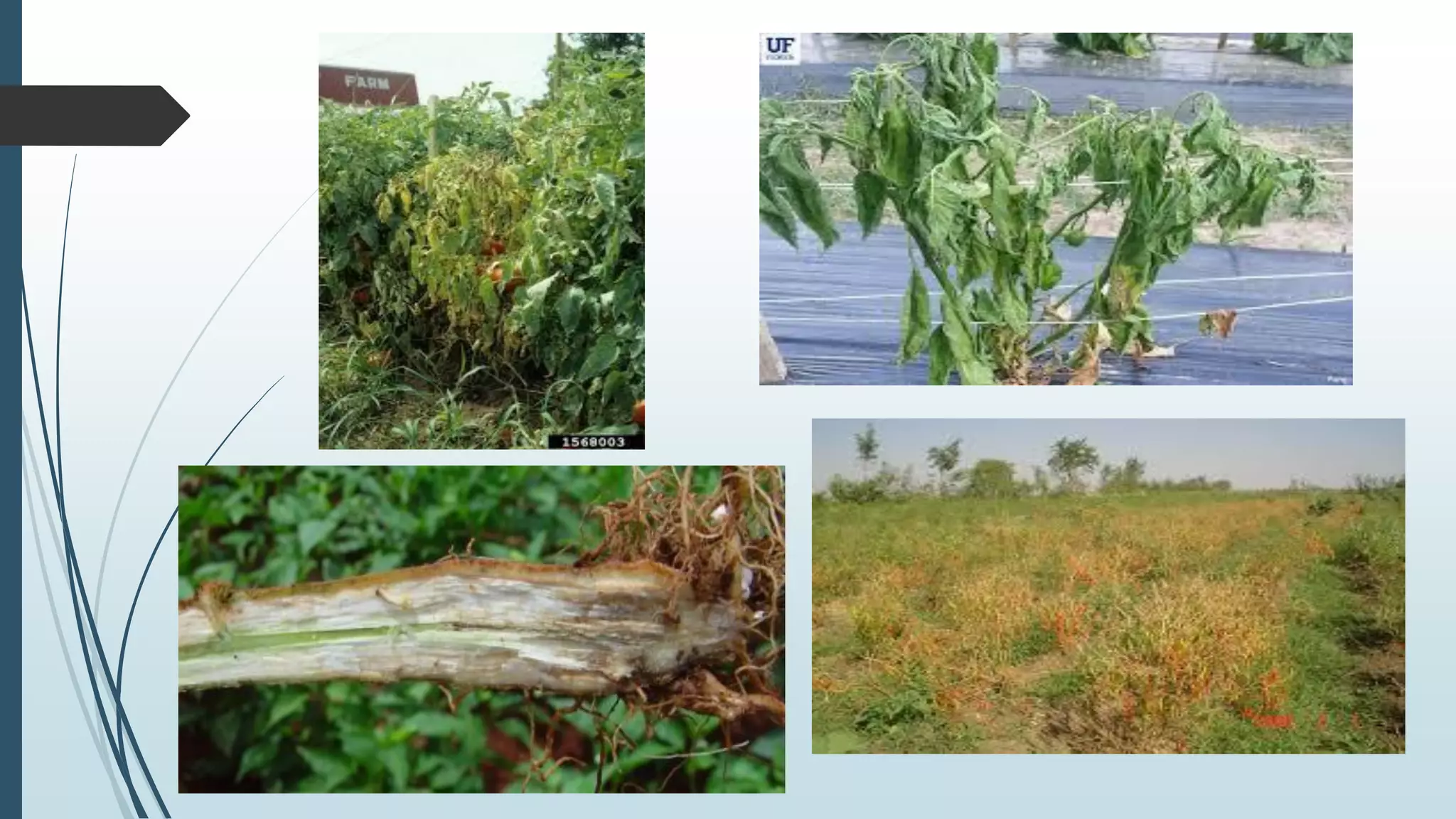 Fusarium wilt of chilli | PDF