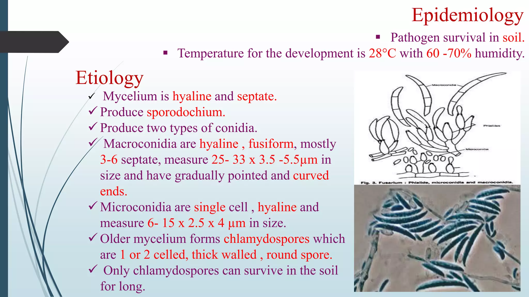 Fusarium wilt of chilli | PDF