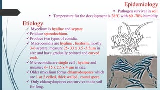 Fusarium wilt of chilli | PDF