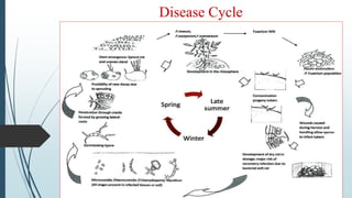 Fusarium wilt of chilli | PDF