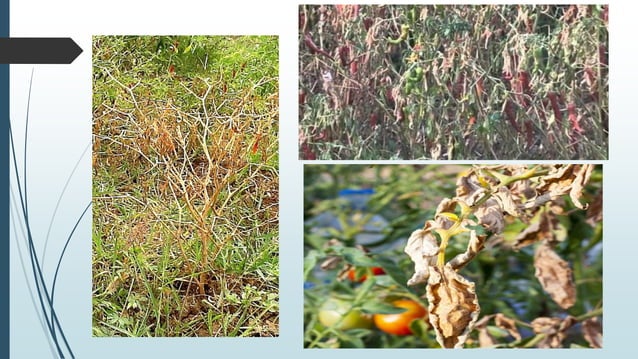 Fusarium Wilt Of Chilli