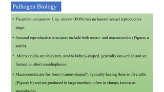 IDM for Fusarium wilt of cucurbits | PPTX
