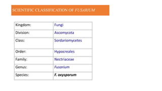 IDM for Fusarium wilt of cucurbits | PPTX