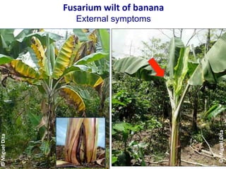 Fusarium wilt or Panama disease: the disease, historic overview ...