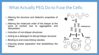 Fusion of cells by peg and inactivated virus | PPTX