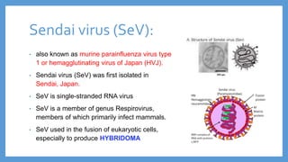 Fusion of cells by peg and inactivated virus | PPTX