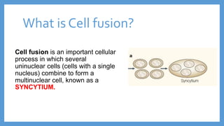 Fusion of cells by peg and inactivated virus | PPTX