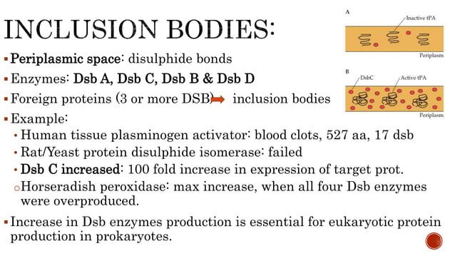 Fusion proteins & inclusion bodies, M. Sc. Zoology, University of ...