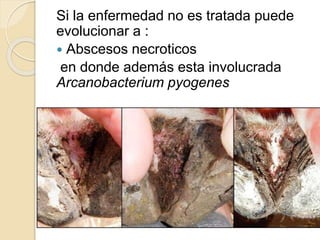 Fusobacterium necrophorum | PPTX