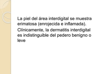 Fusobacterium necrophorum | PPTX