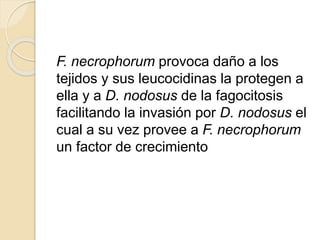 Fusobacterium necrophorum | PPTX