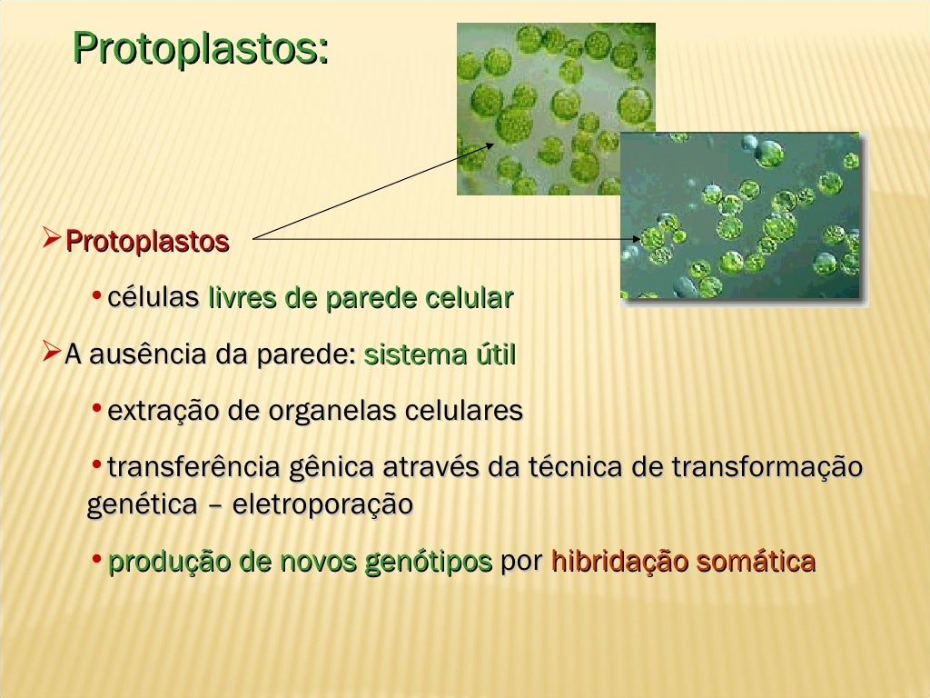 Fusão de protoplastos em fungos