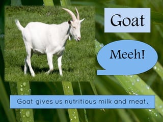 Lesson for Preschool: Animal Sounds | PDF