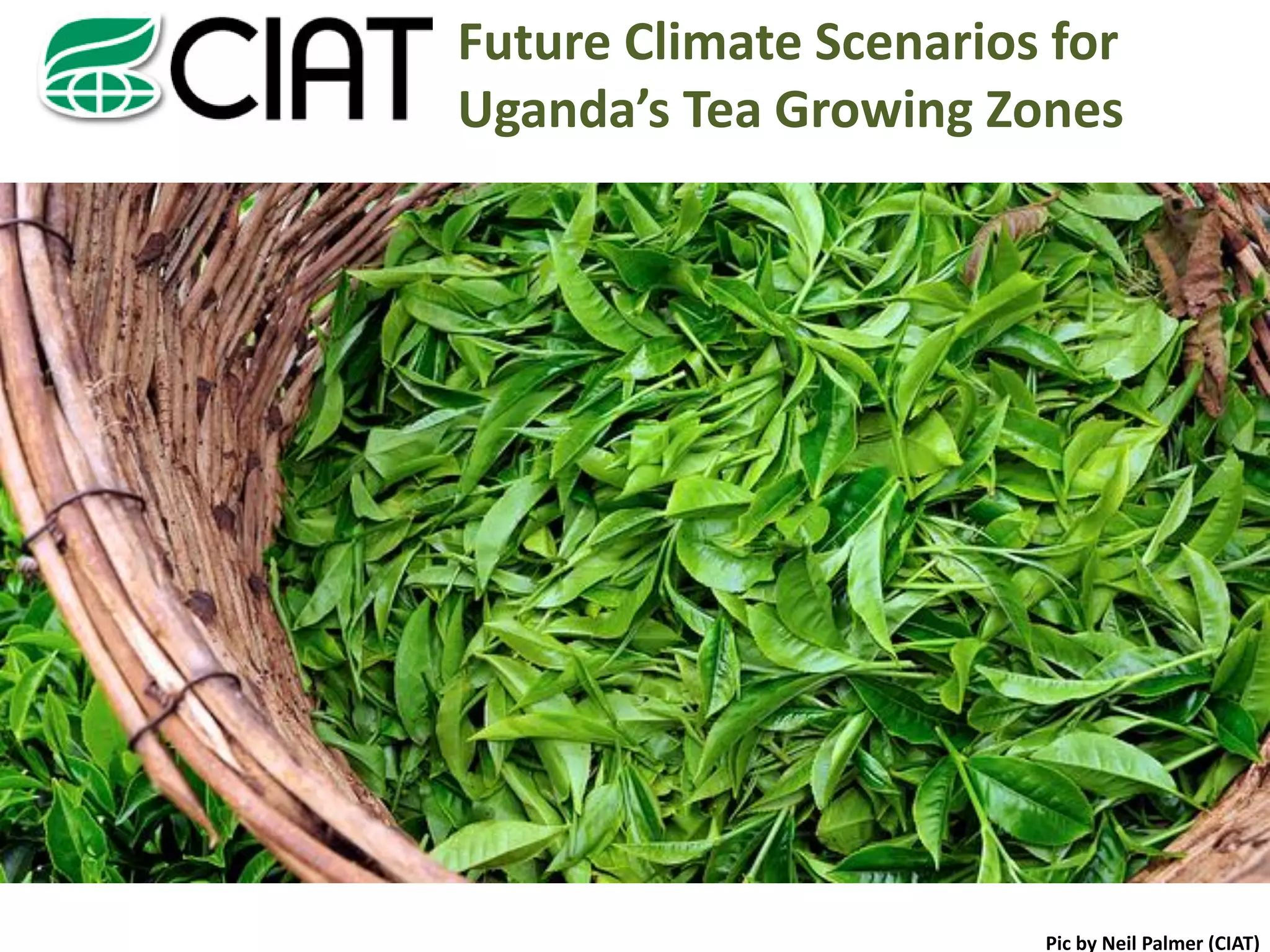 Future Climate Scenarios for Uganda's Tea Growing Zones_Slideshow | PPT