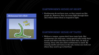 Earthworm senses | PPTX