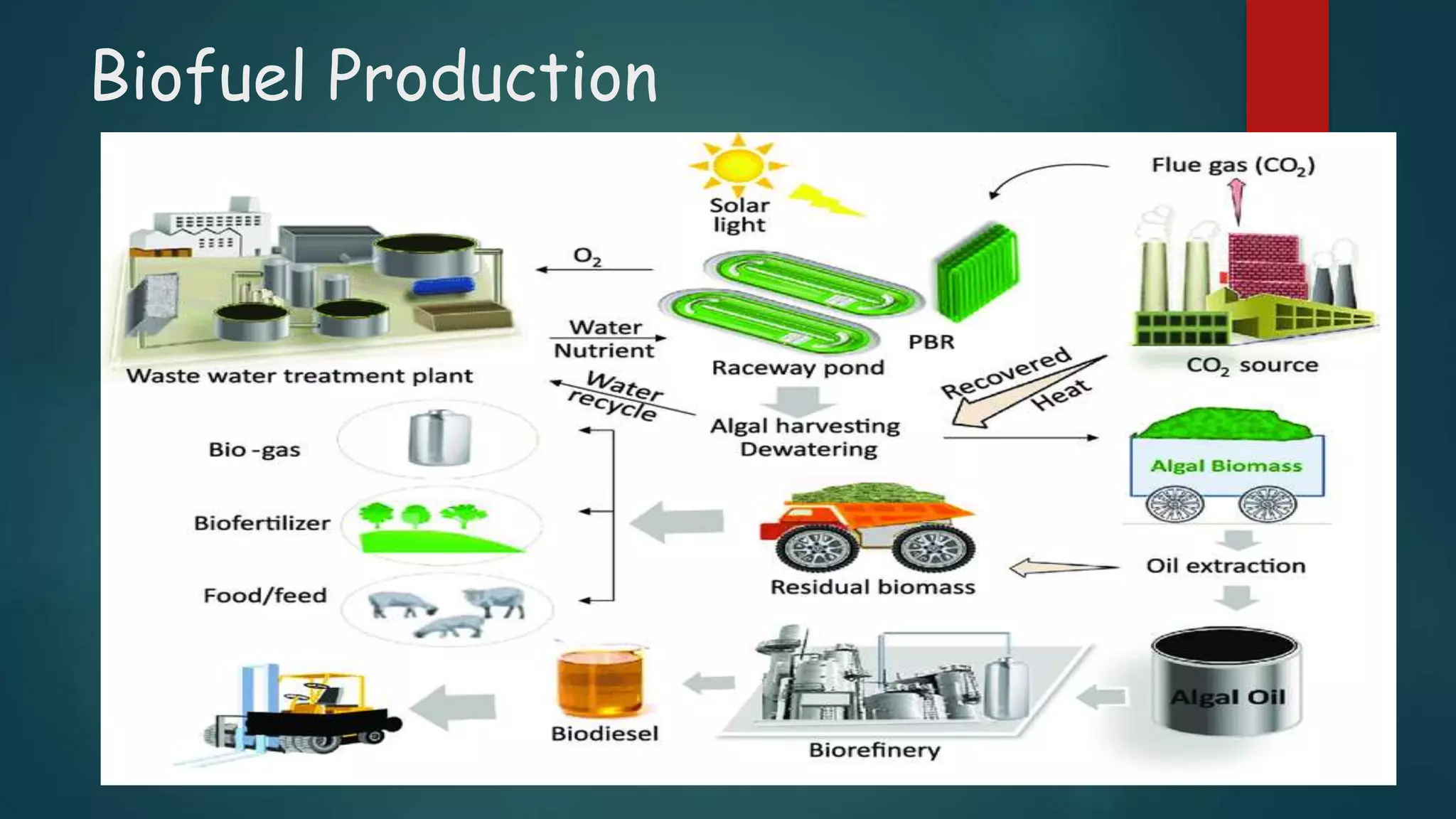 Future of biofuel | PPTX