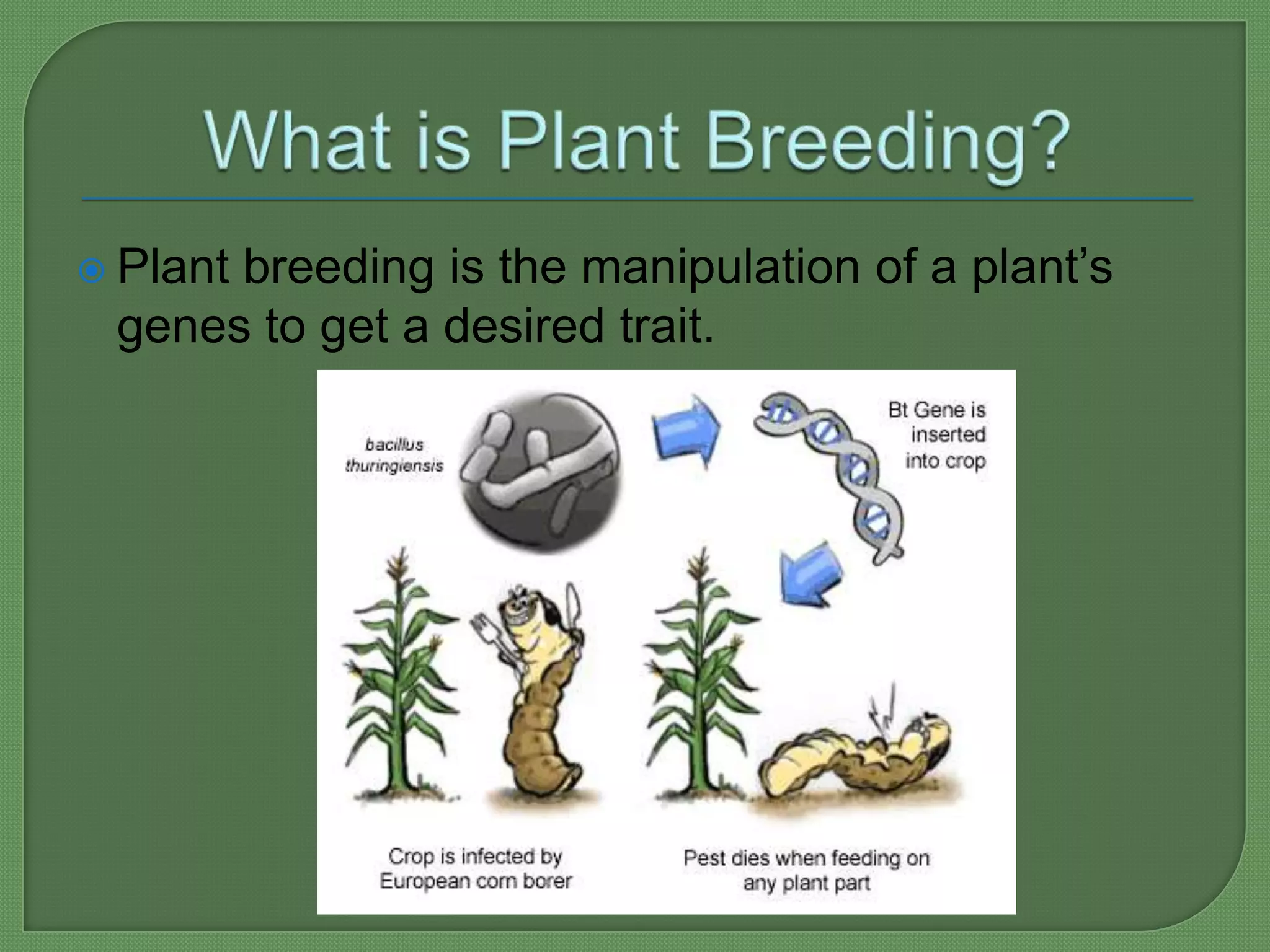 Future Plants Presentation | PPTX