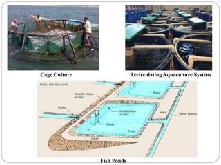 Future trends in aquaculture engineering | PPT