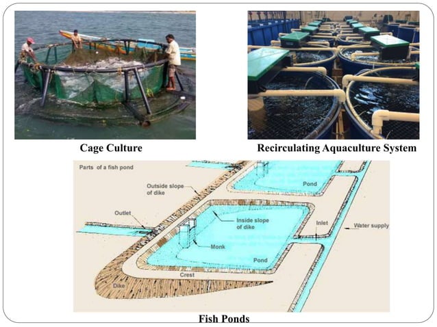 Future trends in aquaculture engineering | PPT