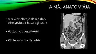 A máj és a hasnyálmirigy | PPTX