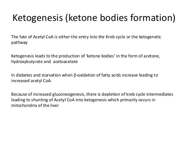 Ketogenesis Steps