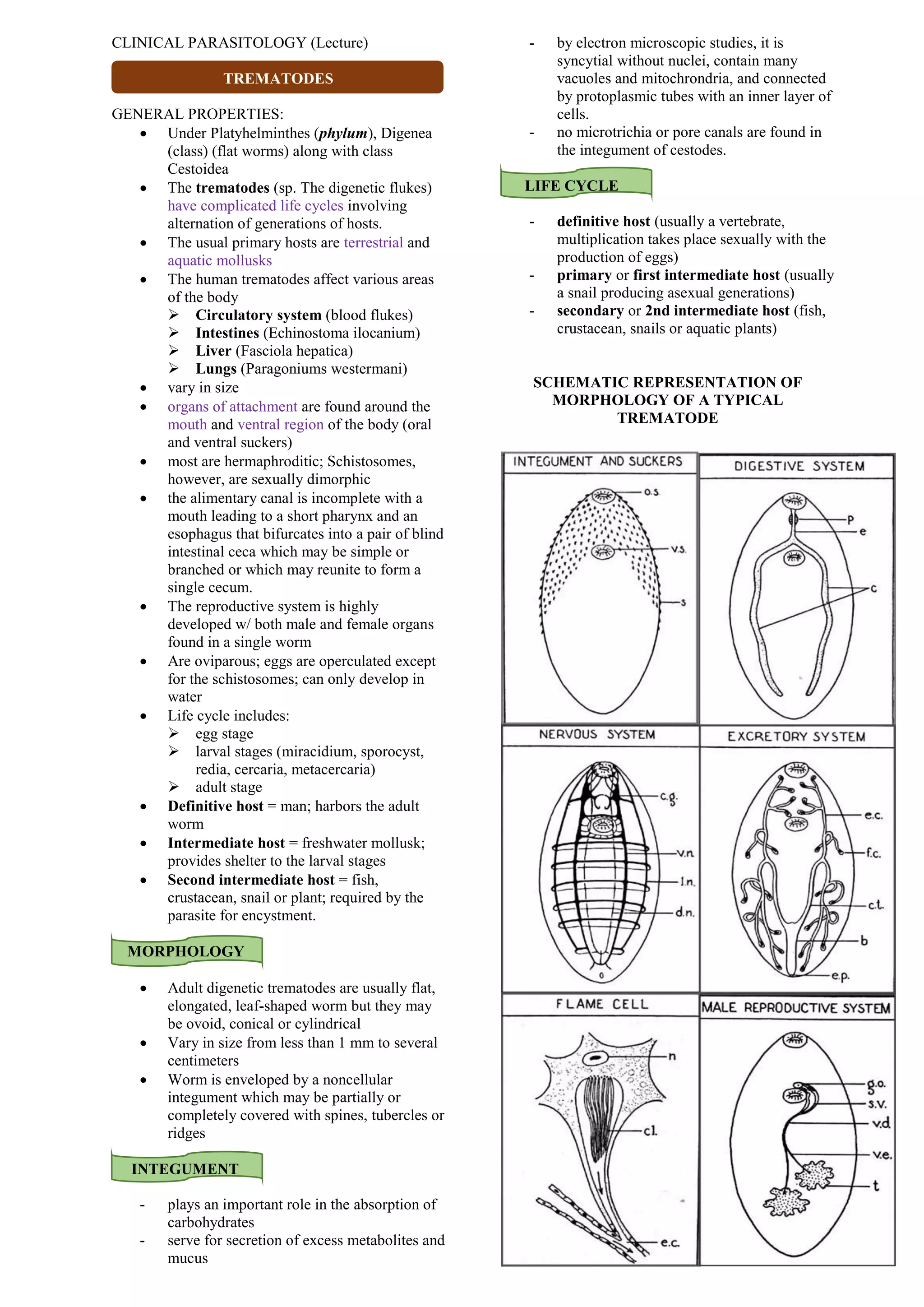 TREMATODES_-_finals.pdf