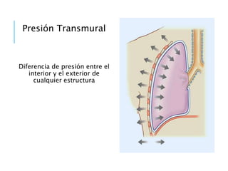 fisiologia aplicada a la ventilacion mecanica | PPTX