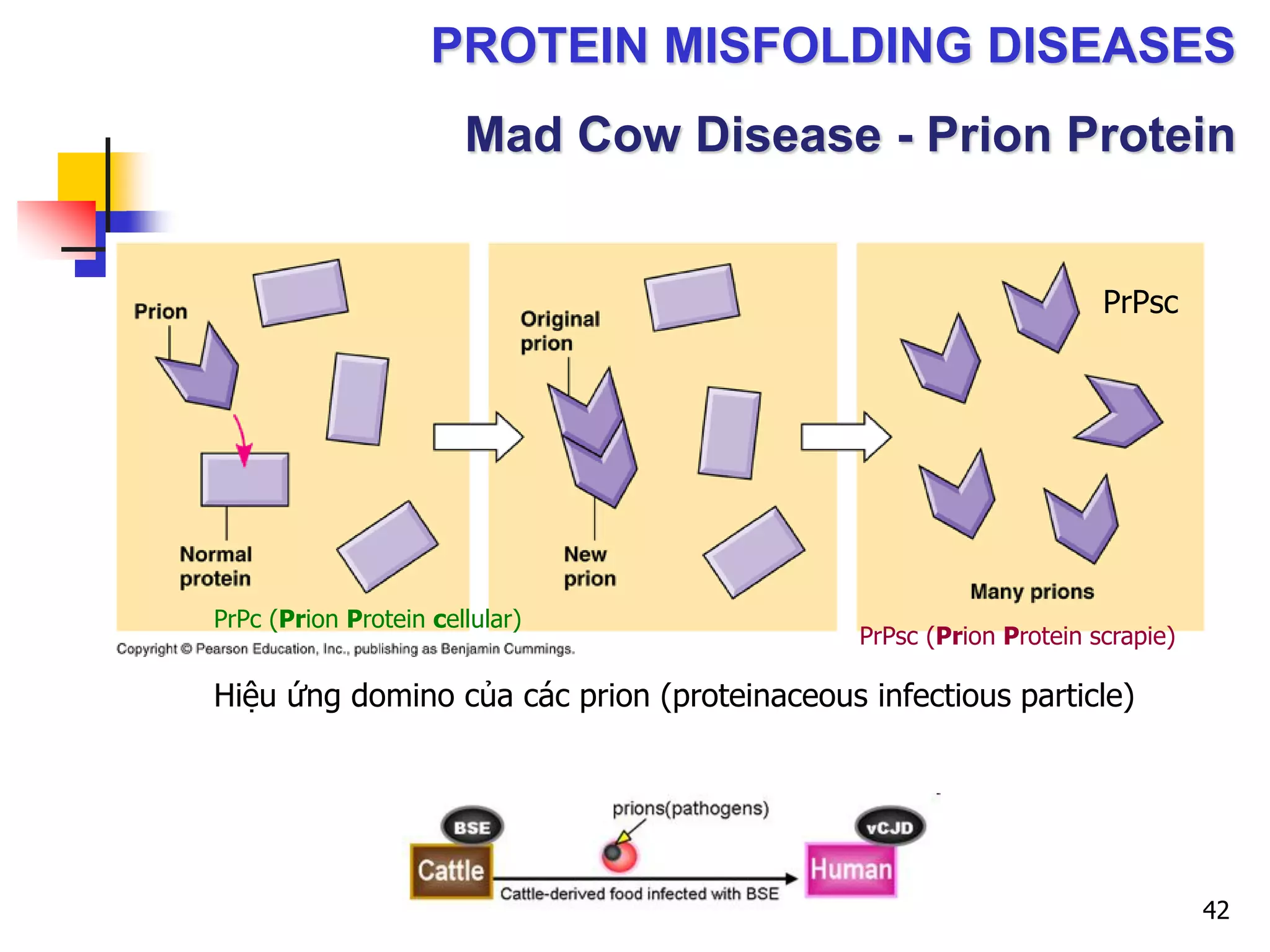 Sinh tổng hợp protein | PDF