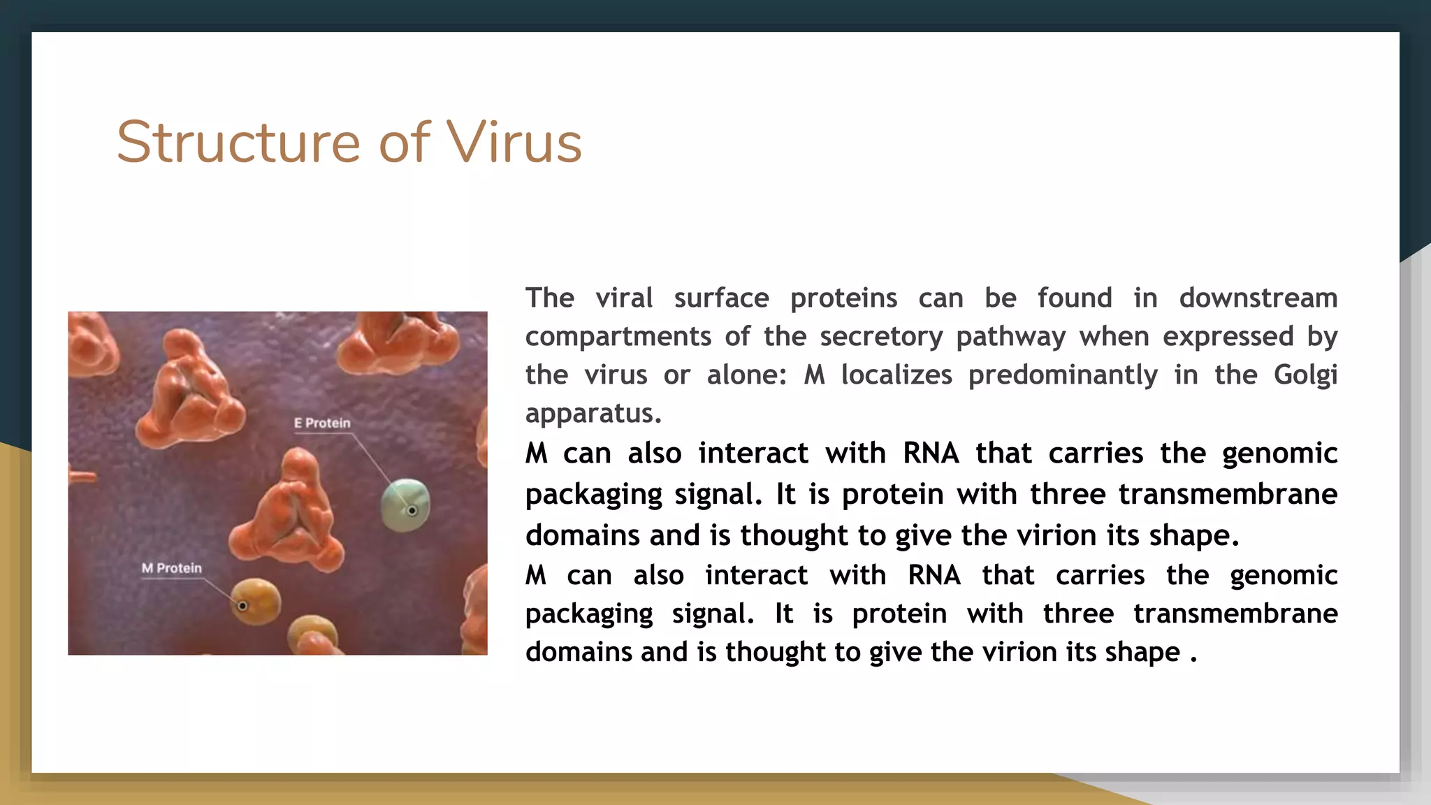 Structure of corona_virus | PPT