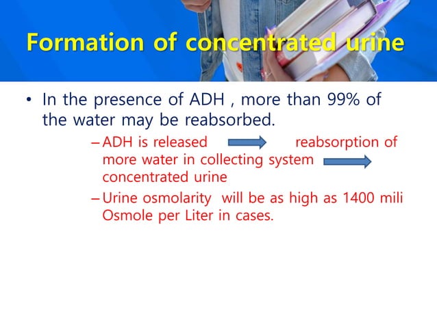 Urinary system+ formation of concentrated urine | PPTX | Endocrine and ...