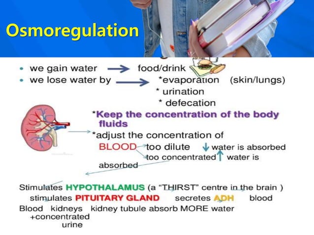 Urinary system+ formation of concentrated urine | PPTX | Endocrine and ...