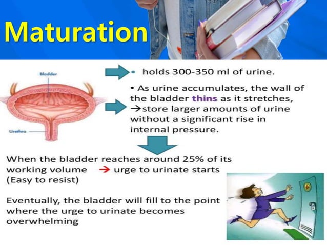 Urinary system+ formation of concentrated urine | PPTX | Endocrine and ...