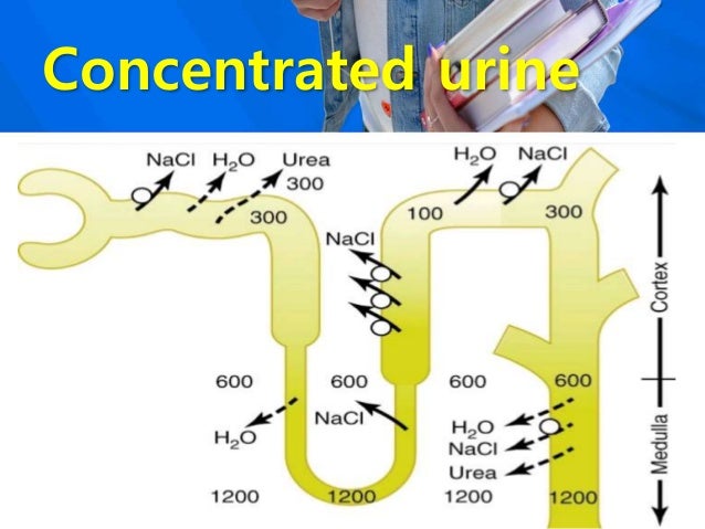 Urinary system+ formation of concentrated urine