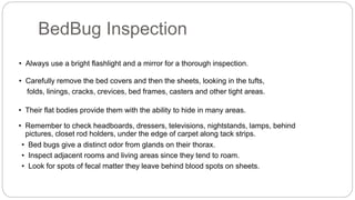 BedBugs.pptx