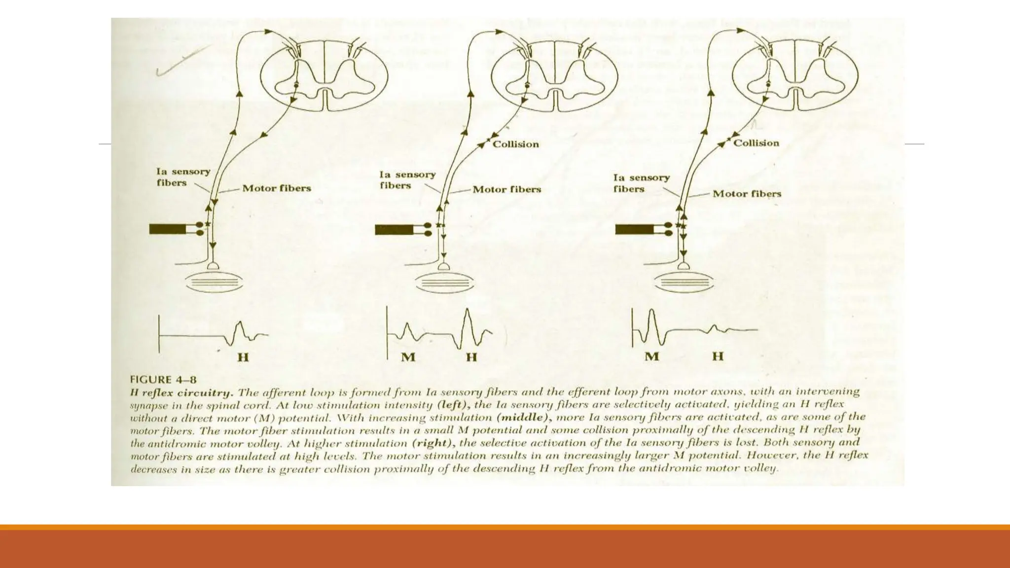 Presentation about late responses f wave h reflex.ppt