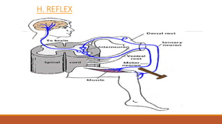 Presentation about late responses f wave h reflex.ppt