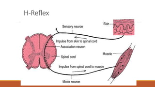 Presentation about late responses f wave h reflex.ppt