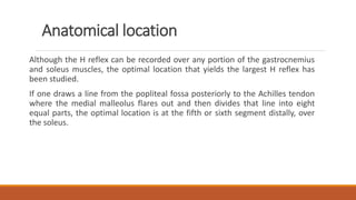 Presentation about late responses f wave h reflex.ppt