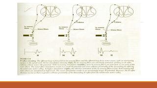 Presentation about late responses f wave h reflex.ppt
