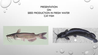 Fresh water cat fish breeding in Hatchery management | PPTX